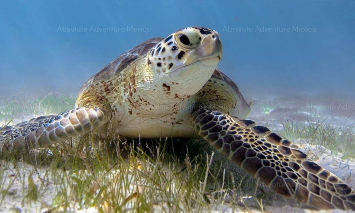 Snorkel With Sea Turtles Akumal Bay Swim With Sea Turtles & Cenote