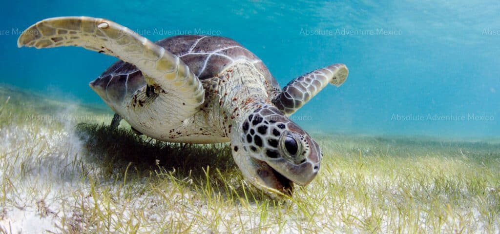 Green sea turtle - How to recognize it? Key facts to identify it