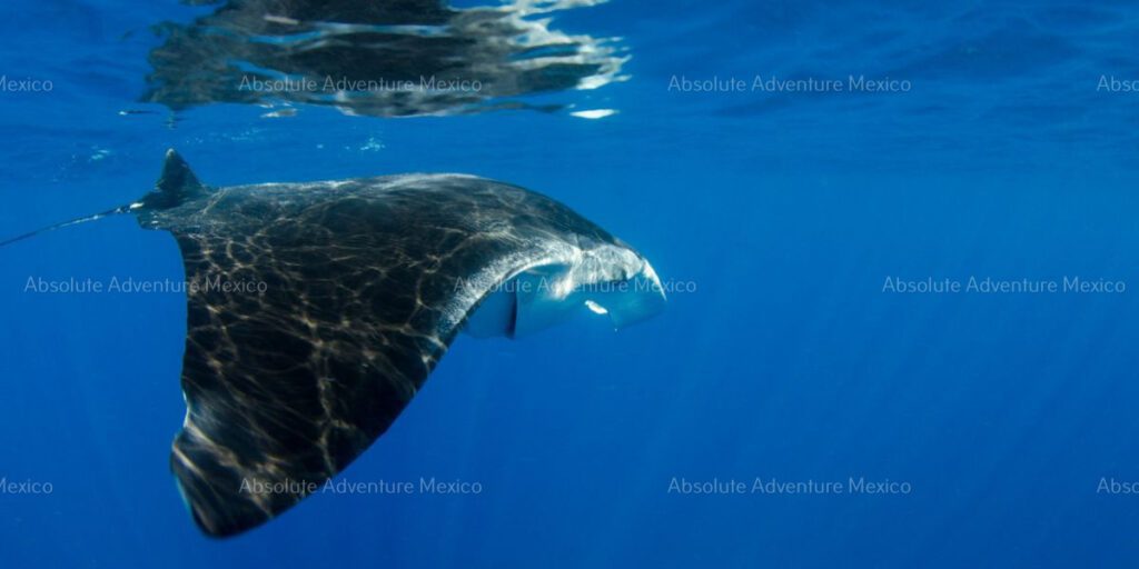 Rays in Mexico Caribbean sea of the Riviera Maya