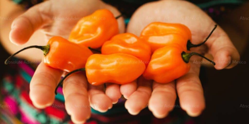 Hot and Fiery: Habanero Pepper Fast Facts