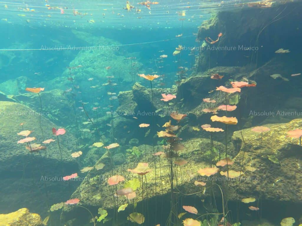 Cenote Chikin-Ha, explore 3 cenotes in one location.